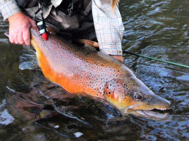 Trout Week- Fishing Australia