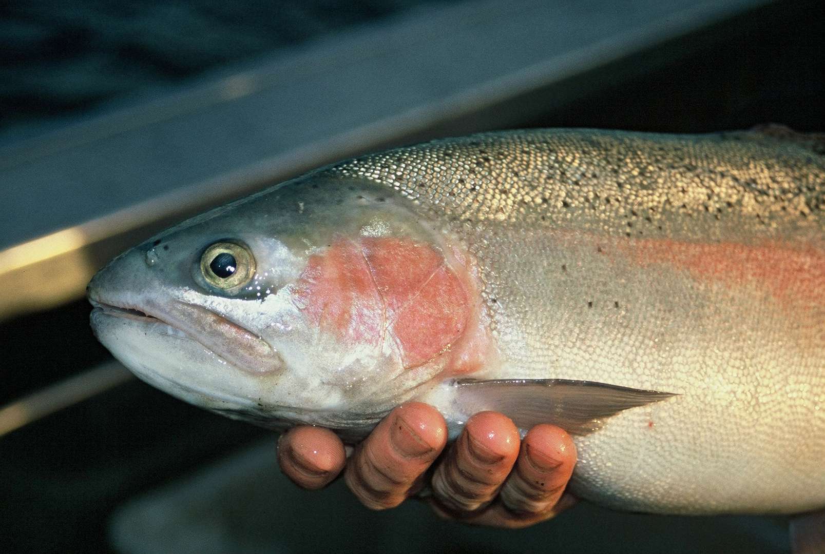 Rainbow trout released into Craigbourne Dam