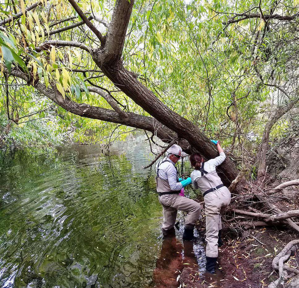 Willow control demonstration on the Tyenna River.