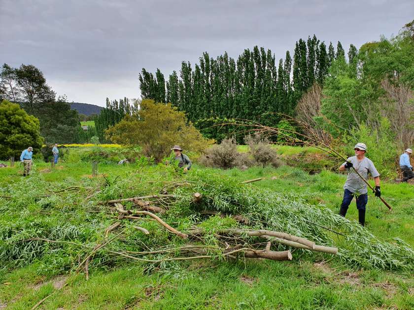 The war on willows continues