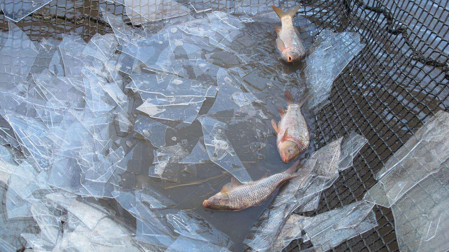 European carp, Australia’s toughest invasive fish species?