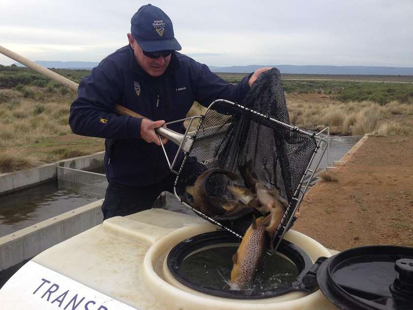 The 2018 brown trout spawning migration is in full swing