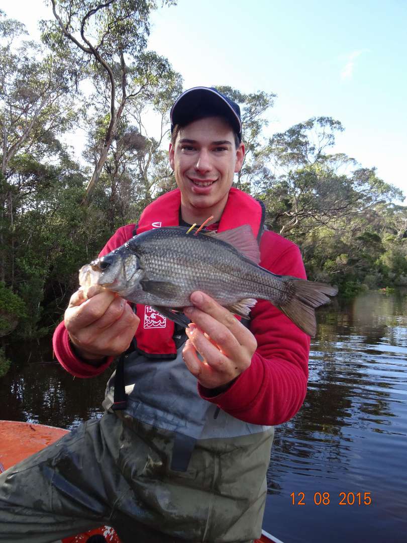 Survey for estuary perch part of honours study