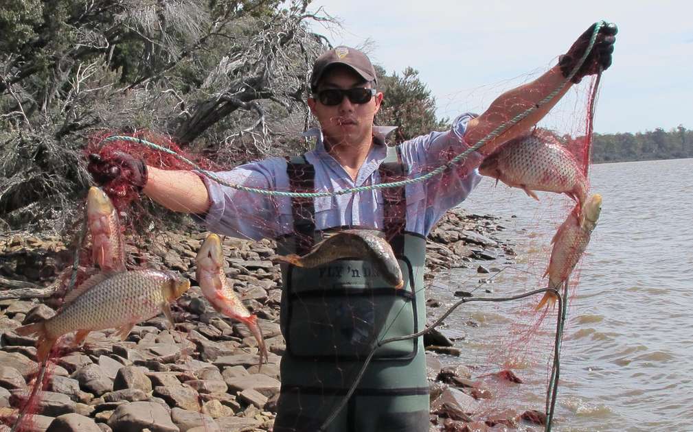 Good weather results in increased carp removal
