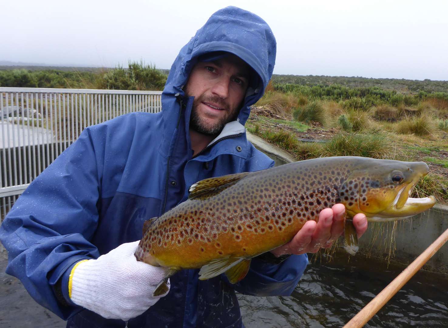 Trout transfers