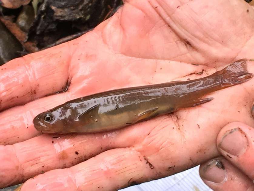 Swan galaxias survey