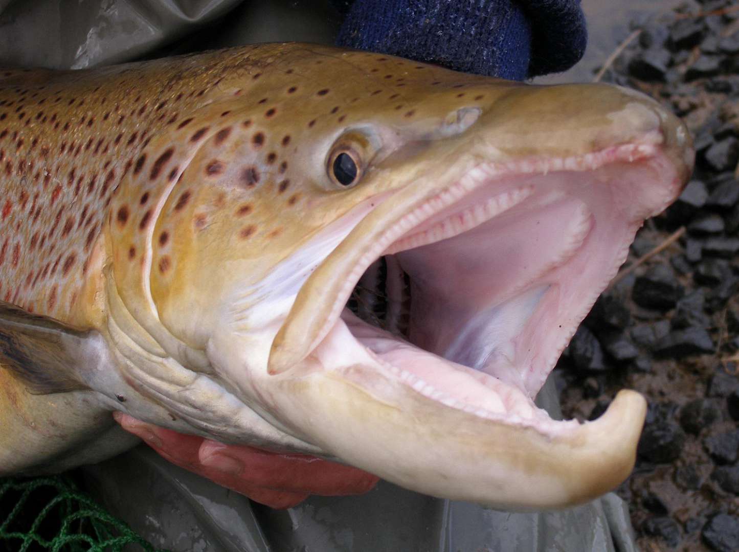 Topping up Lake Crescent
