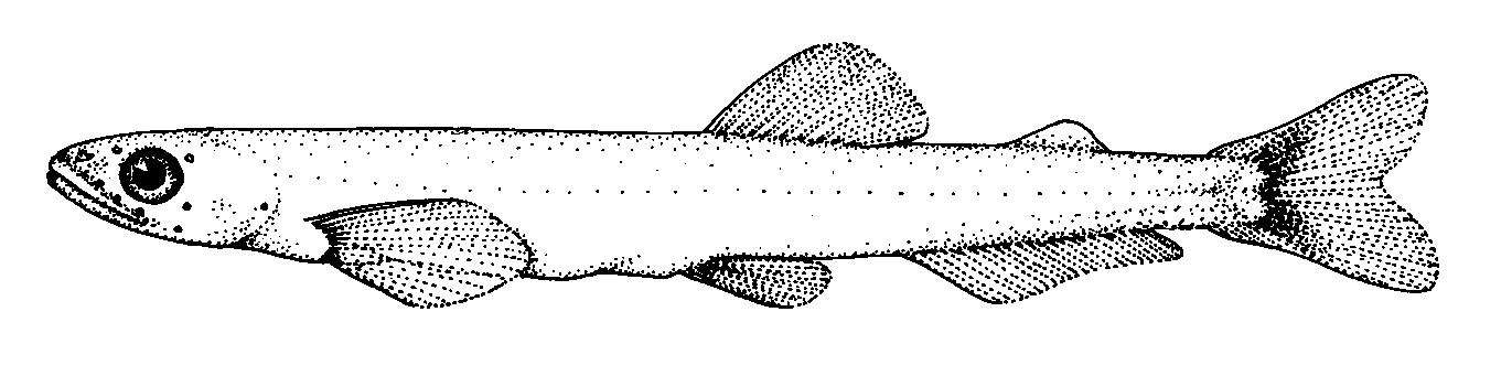 Whitebait fishing underway