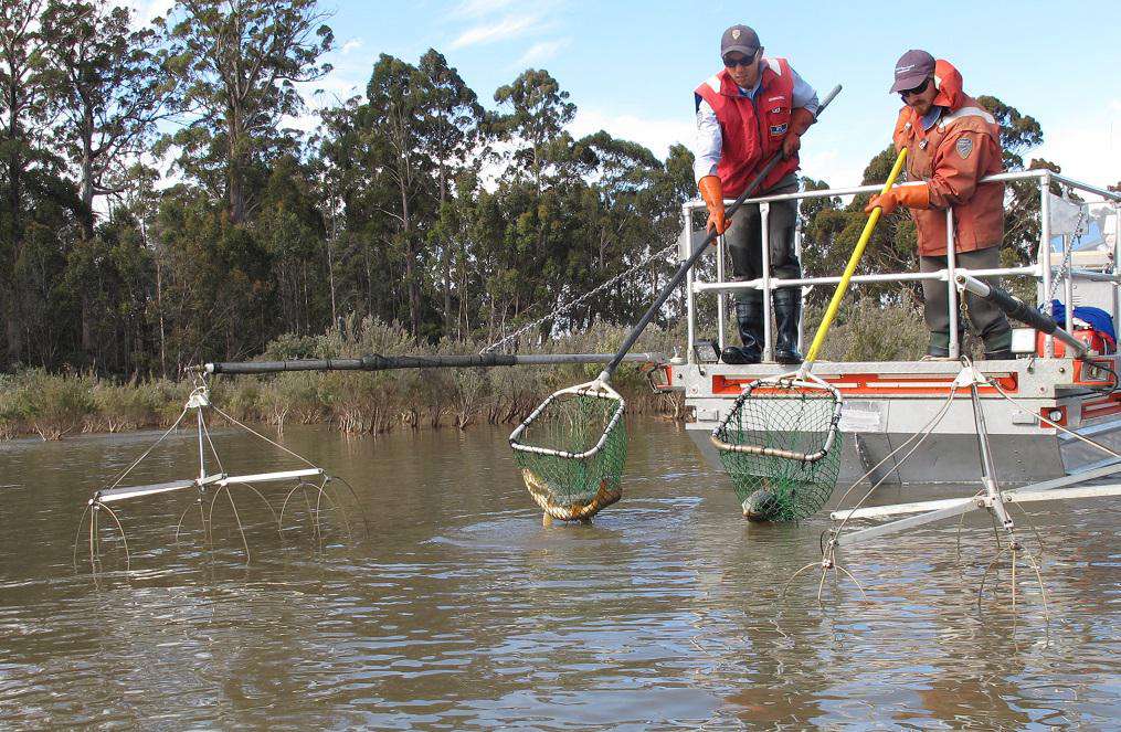 Carp are on the move in Lake Sorell
