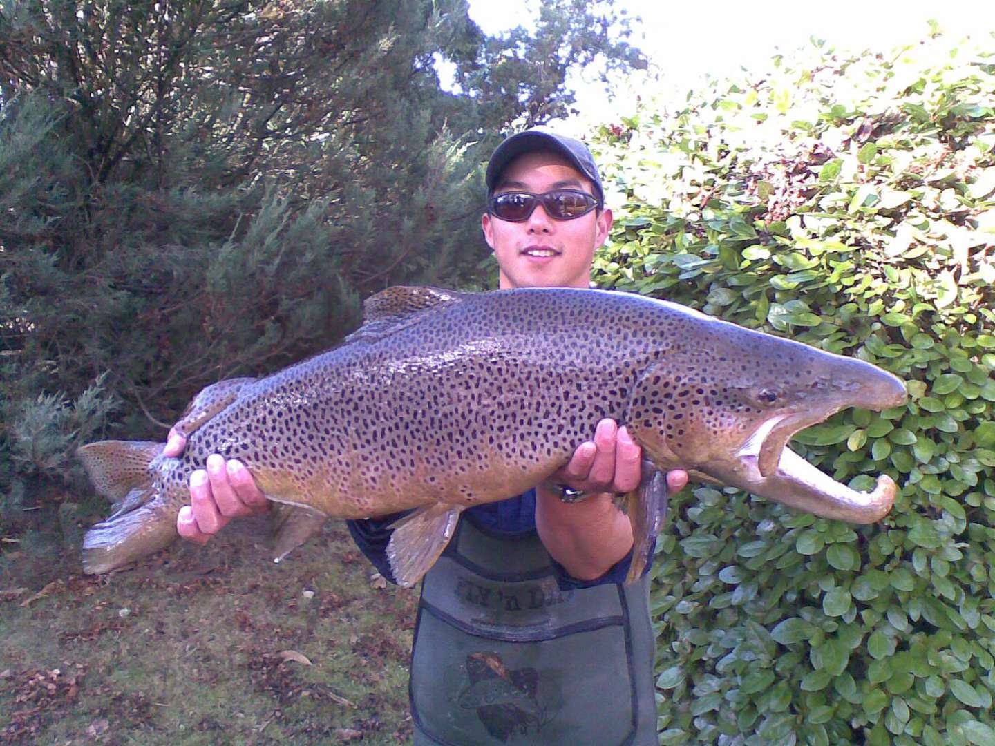 Big salmon stocked in the lead up to the 2012/13 season