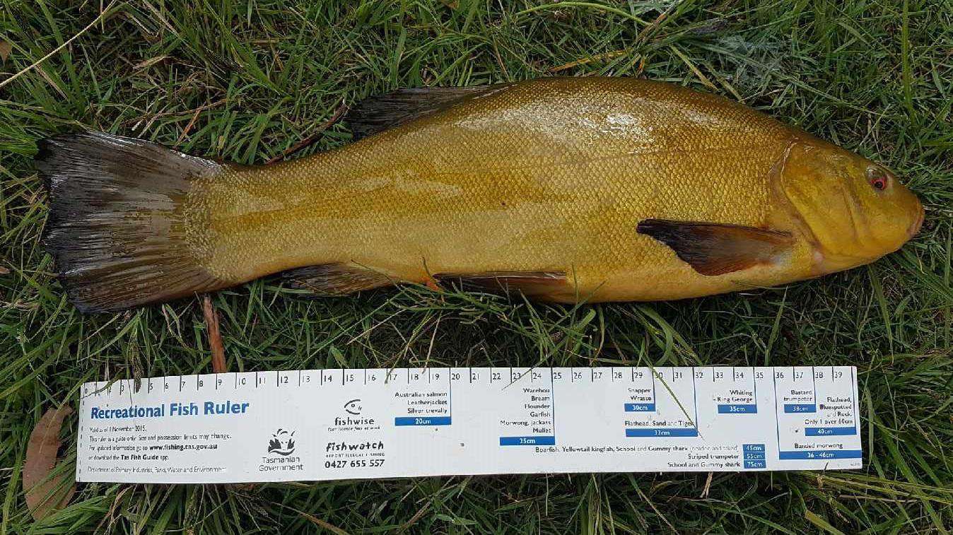 Tench Fish