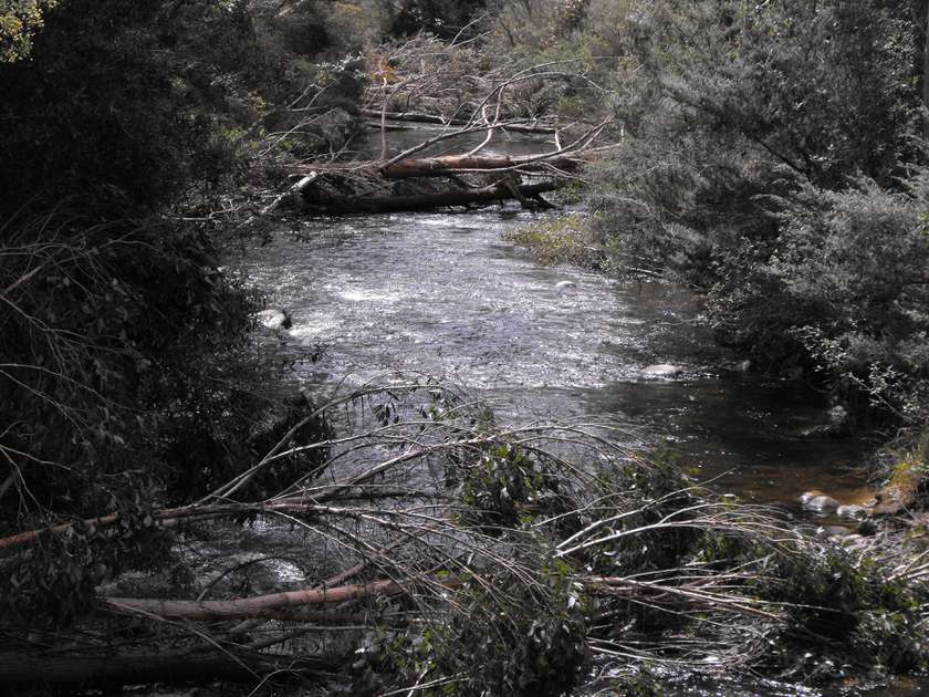Fallen trees, Tyenna River