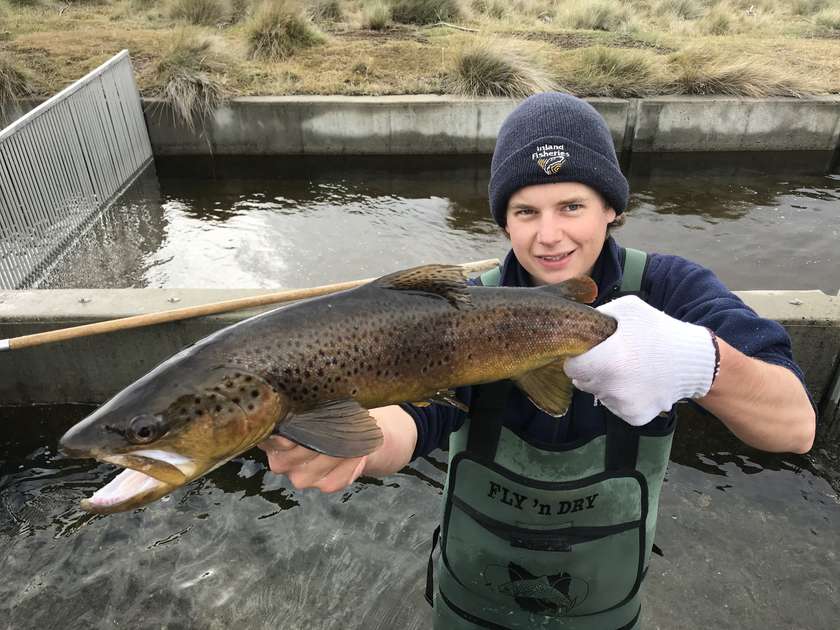 The wild brown trout spawning run is on!
