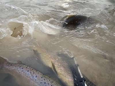 Tyenna River - A-Z of Waters - Inland Fisheries Service