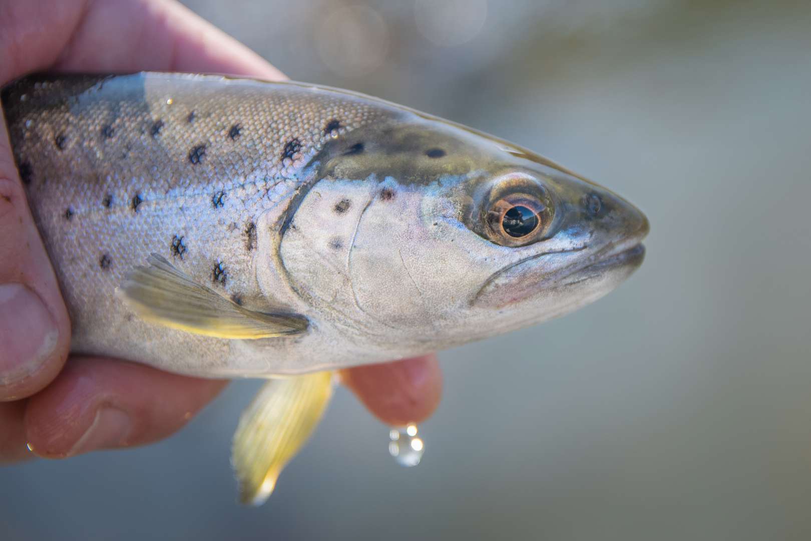 Winter trout fishing