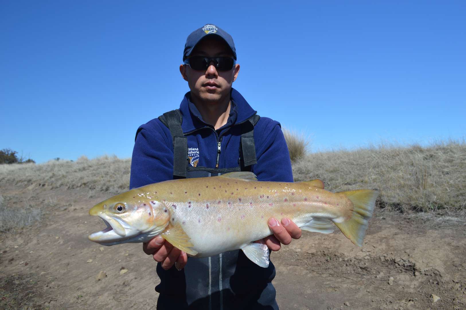 Fish released into Lake Sorell from salvage