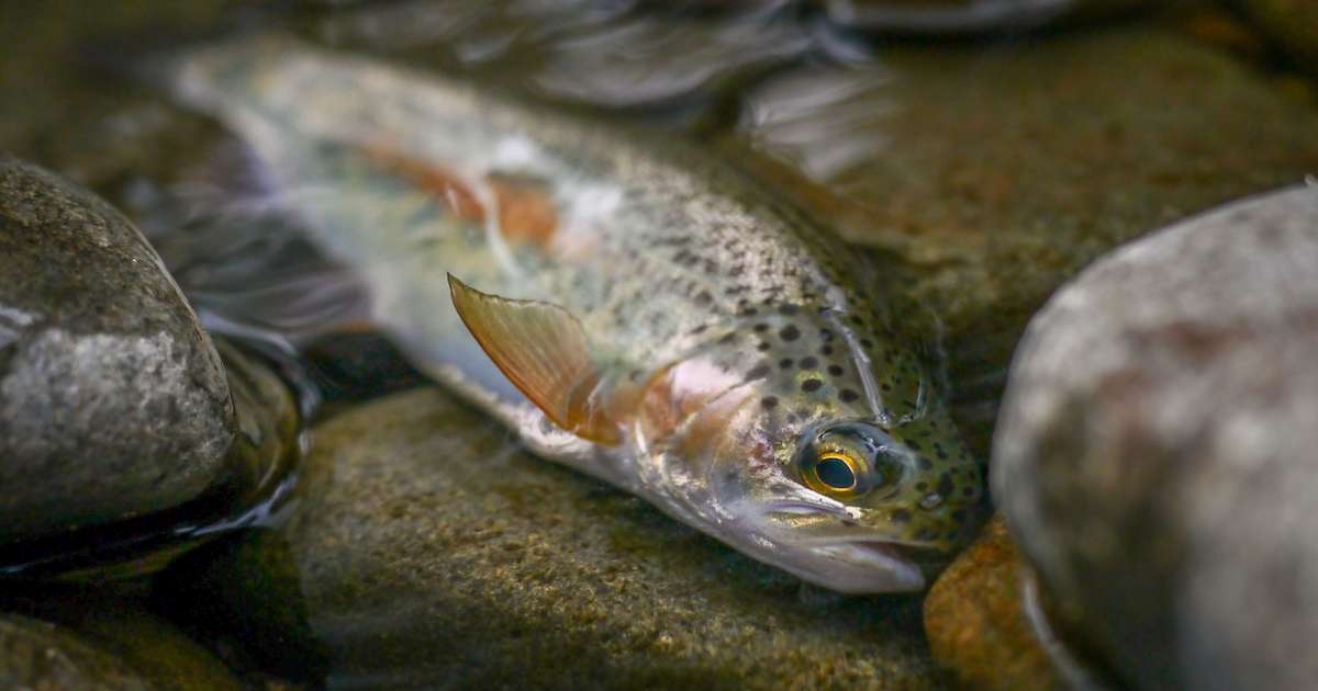 Season Dates and Times - Inland Fisheries Service