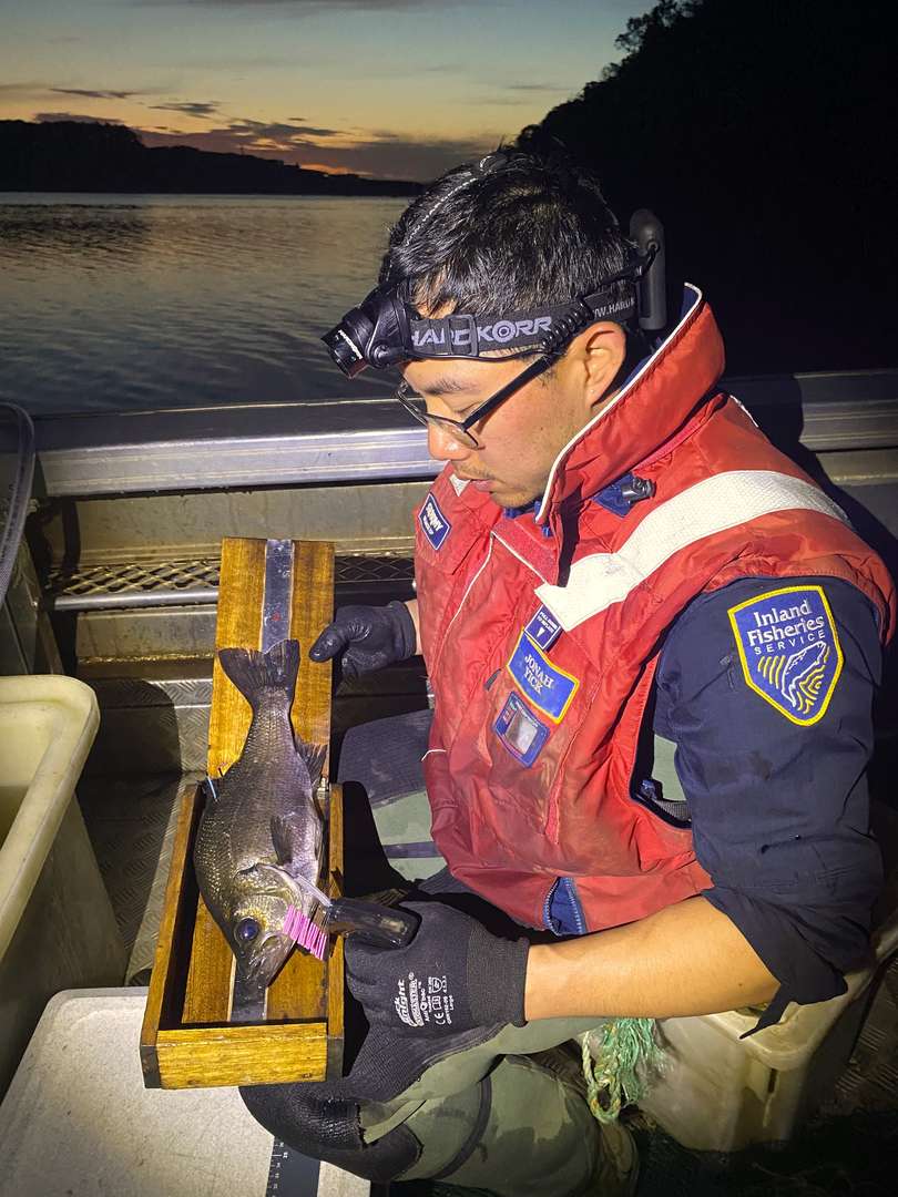 Arthur River Estuary Perch Study