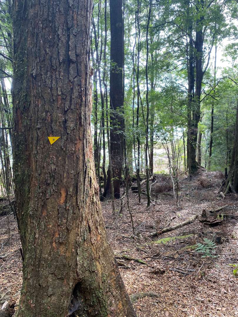 Guide Dam - Walking track improvements