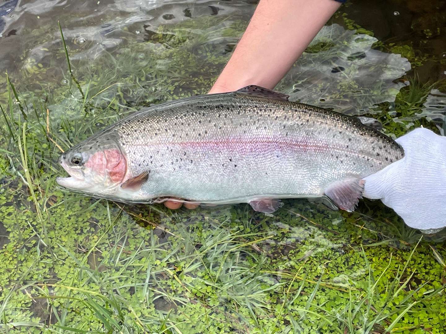 More rainbow trout released