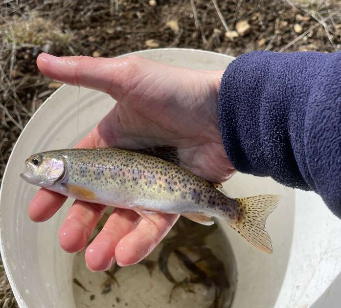 Preparations underway for Liawenee Rainbow trout spawning run