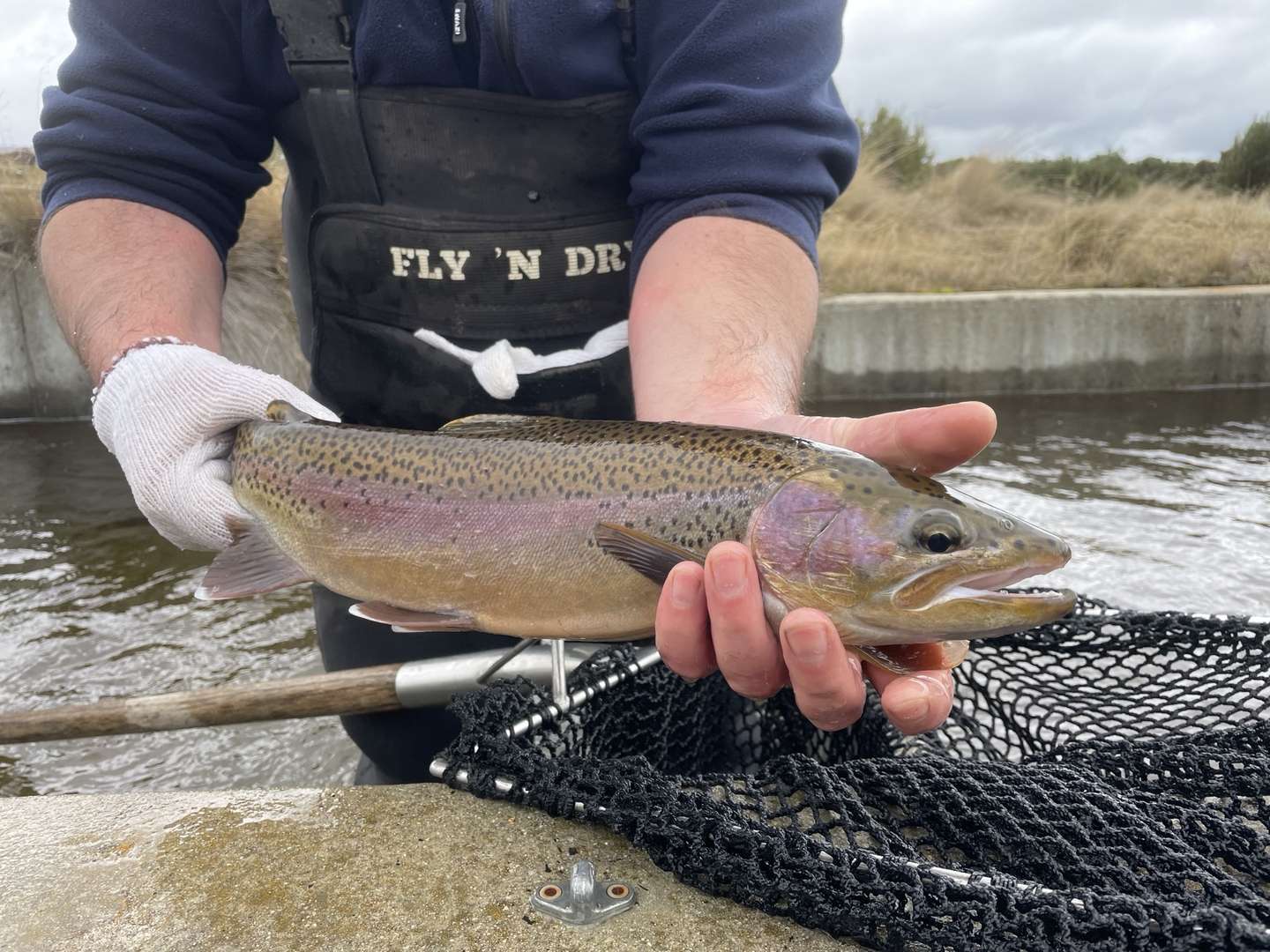 Rainbow trout spawning run kicks off!
