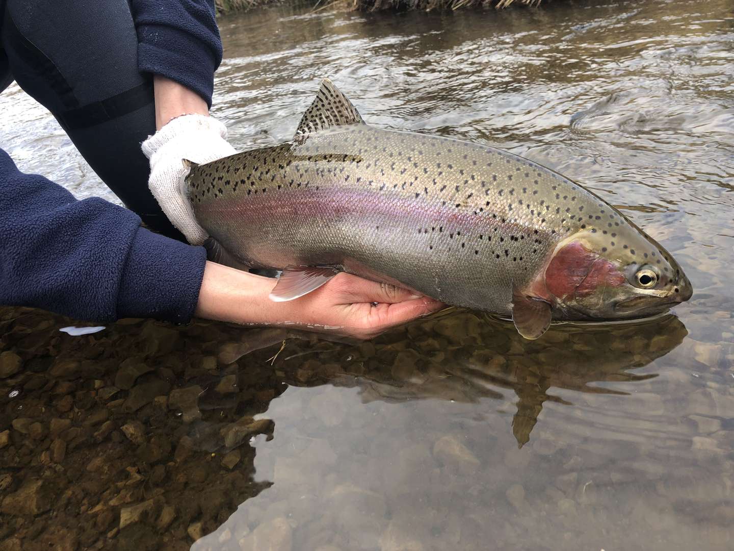 Wild rainbow trout management report 2023