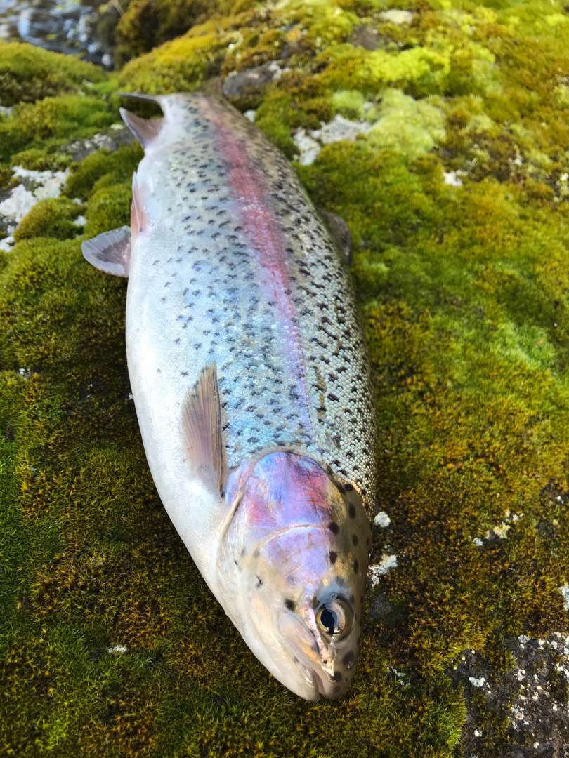 Rainbow trout released into Bradys Lake