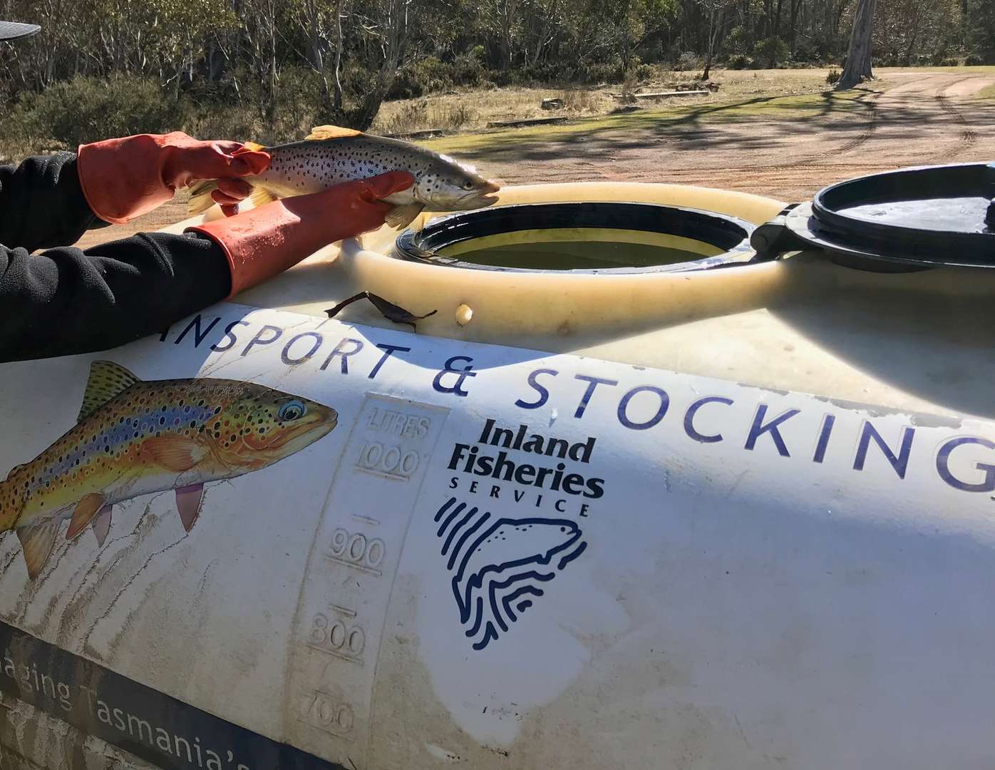 River Clyde fish salvage
