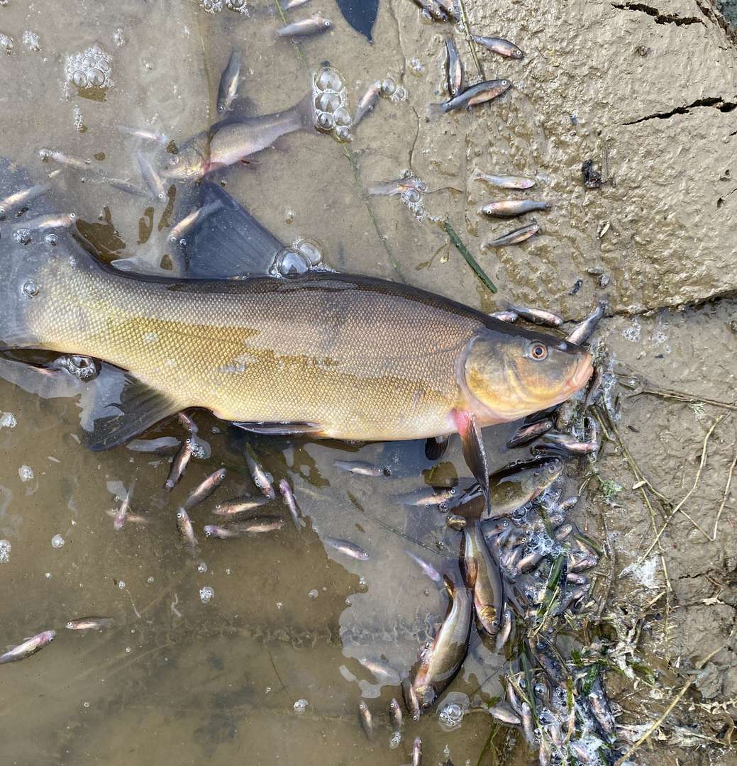 Tench found in the Steppes region of the Central Highlands