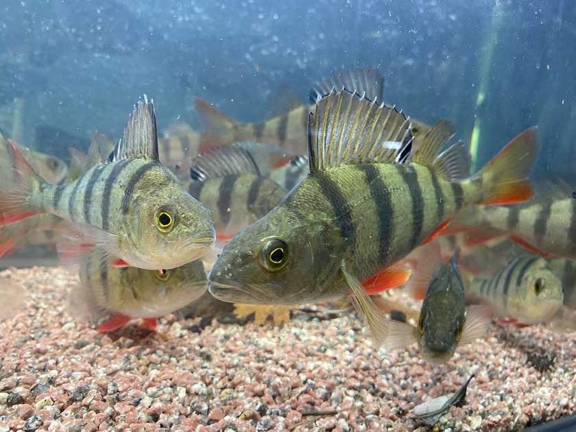 Redfin perch found in Huon Valley. We need your help!