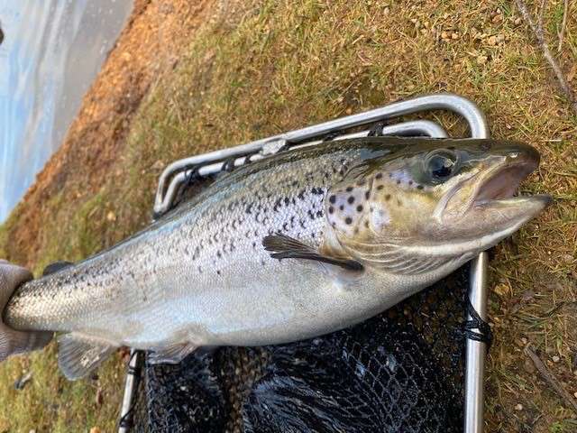 Atlantic salmon released into Lake Kara for start of season