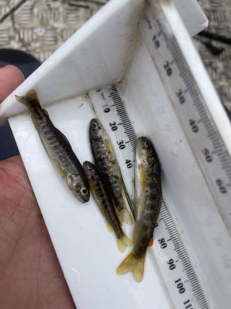 Trout Recruitment Monitoring - Lake Sorell