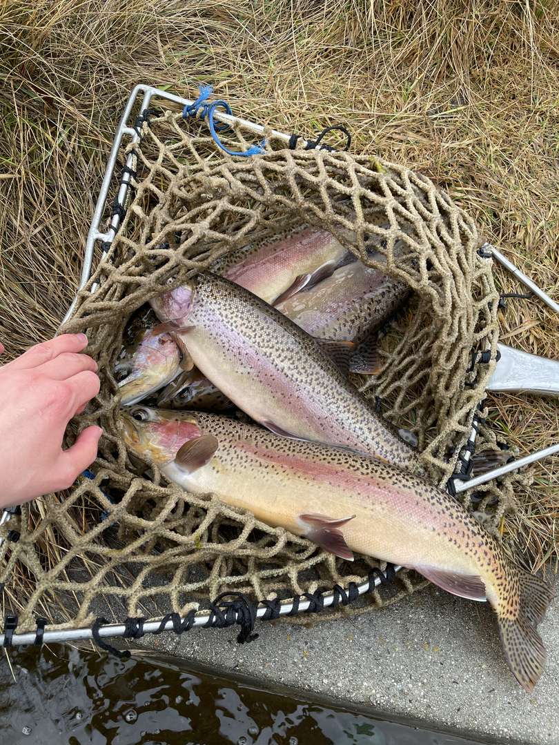 The rainbows have arrived at Liawenee