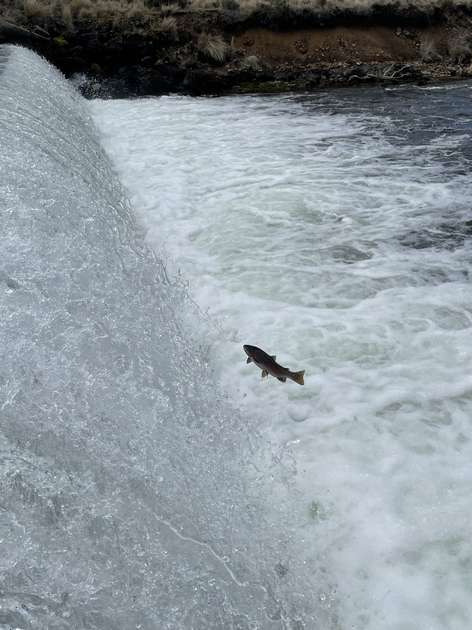 Wild rainbow trout management report