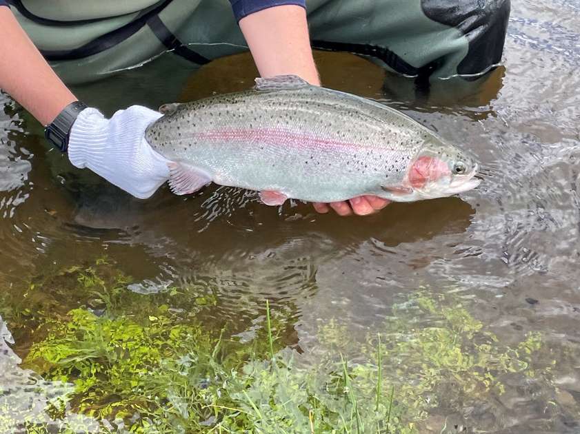 Rainbow trout to the NW Coast