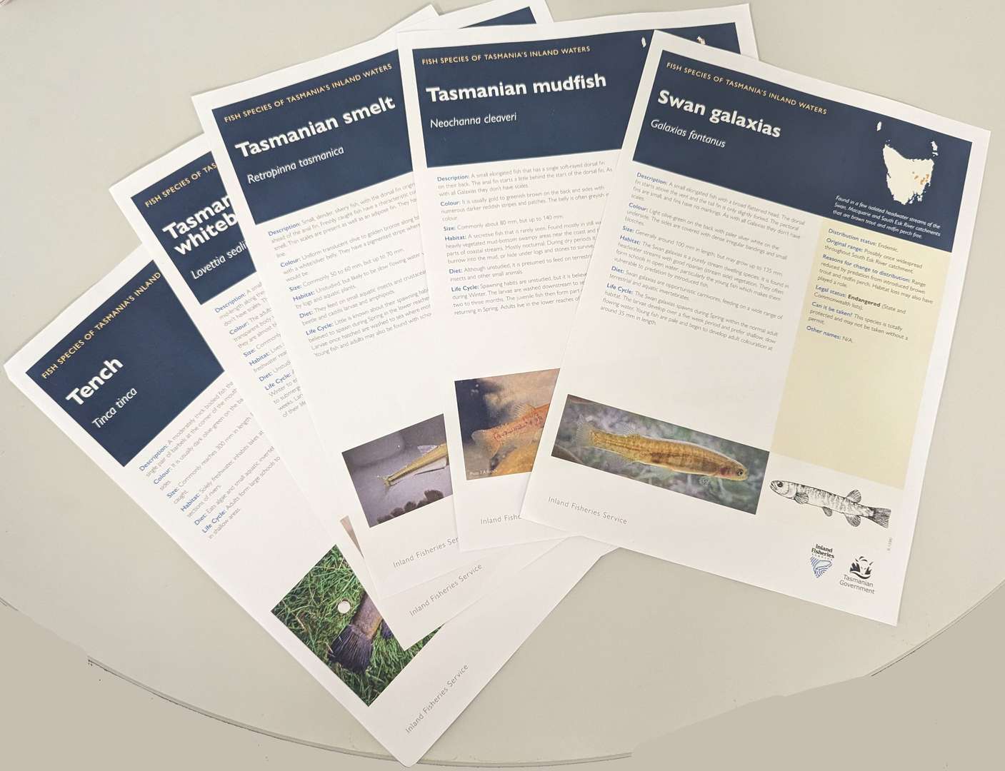 Learn about Tasmania’s freshwater fish with the new Inland Fisheries ...