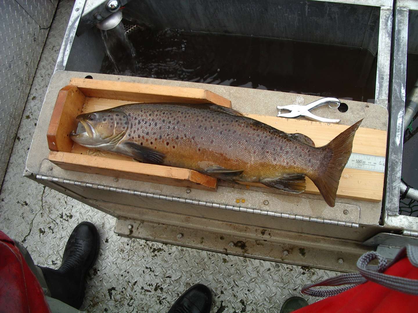 BE AWARE - Penstock Lagoon Fish Survey