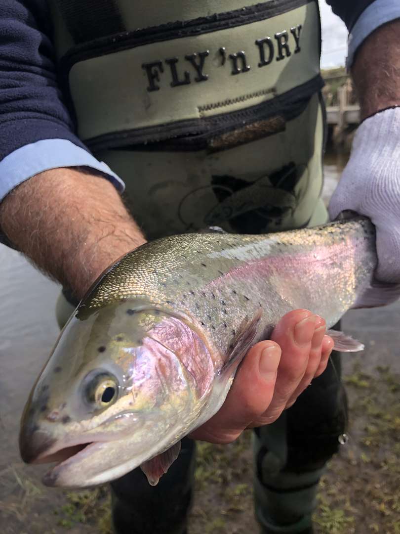 Fish released for the new fishing season