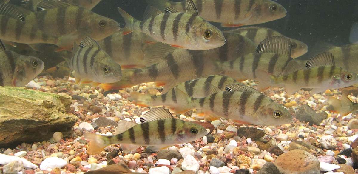 Search for redfin perch in the Huon Valley continues