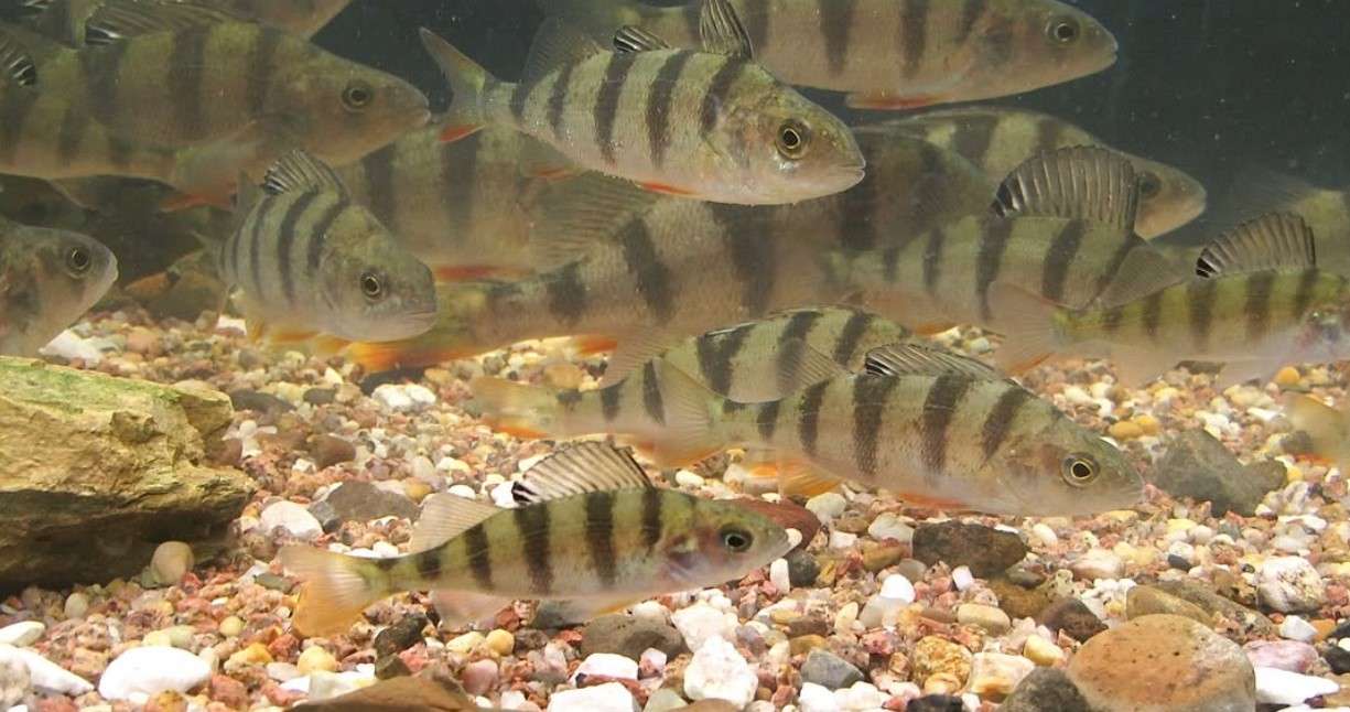 Bronte Lagoon redfin perch search