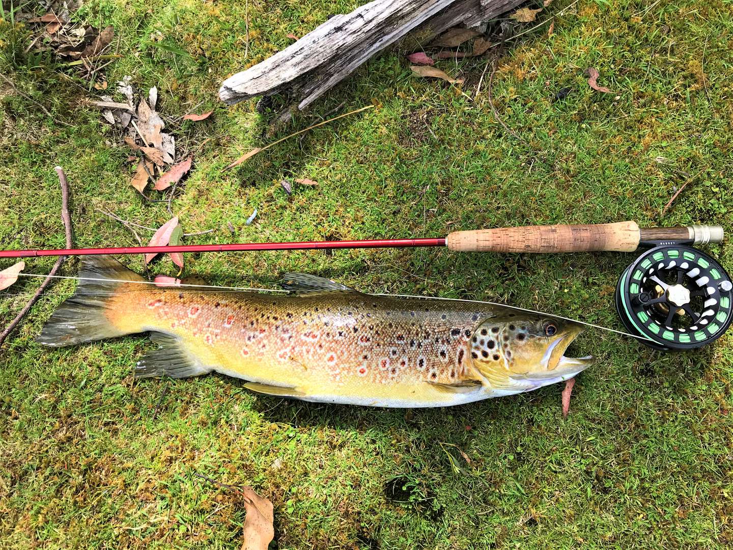 Talbots Lagoon fish looking up