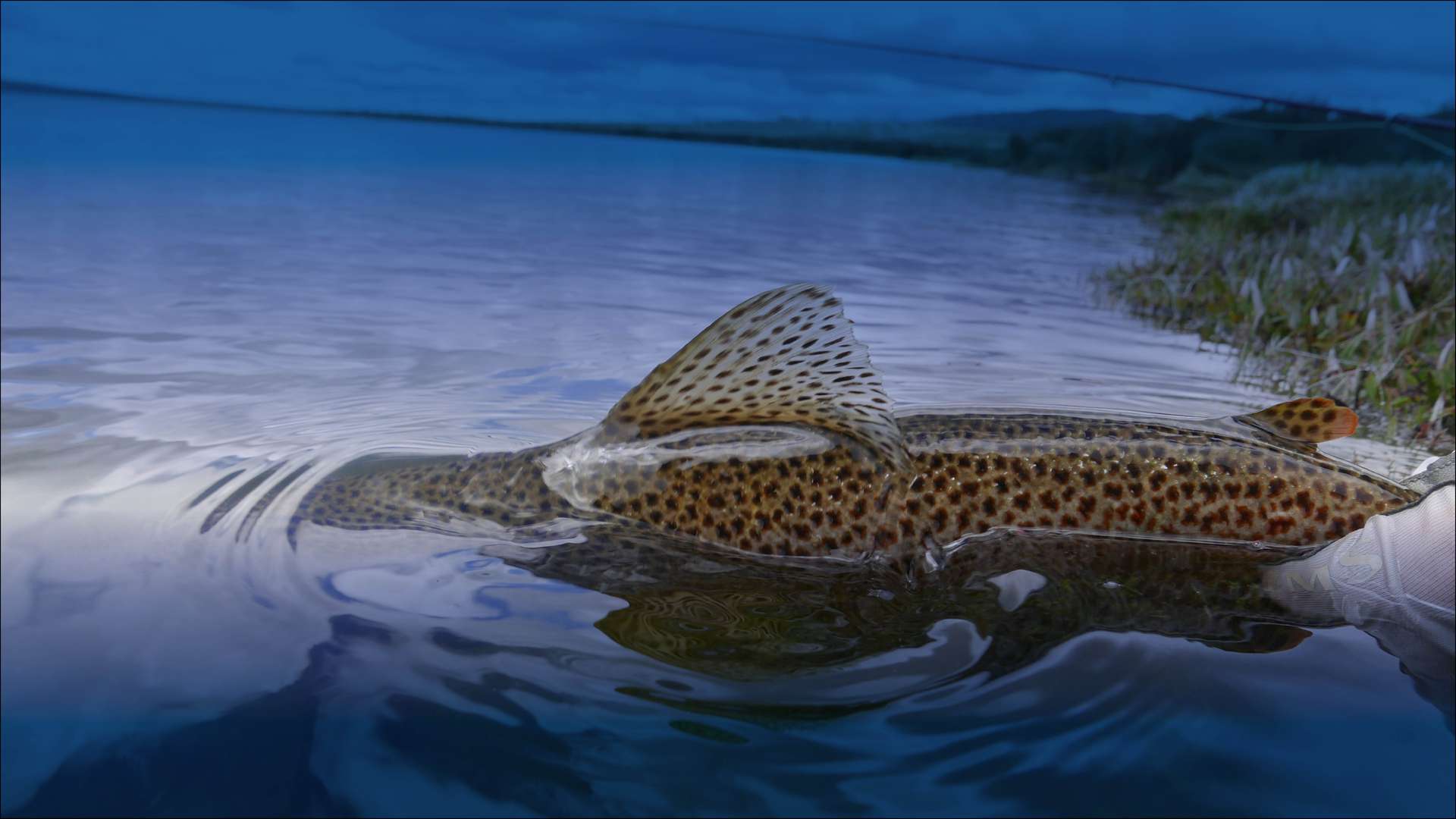 Inland Fisheries Service