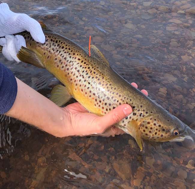 The trout are biting at Craigbourne Dam