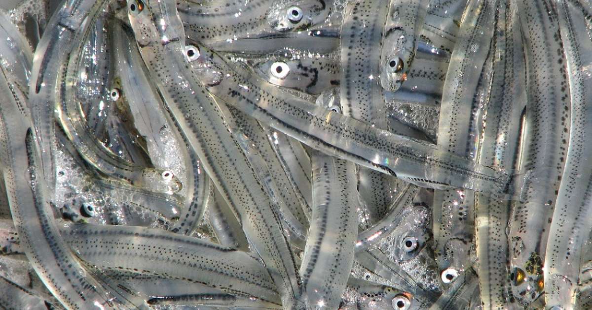 Whitebait Recreational Fishery - Inland Fisheries Service