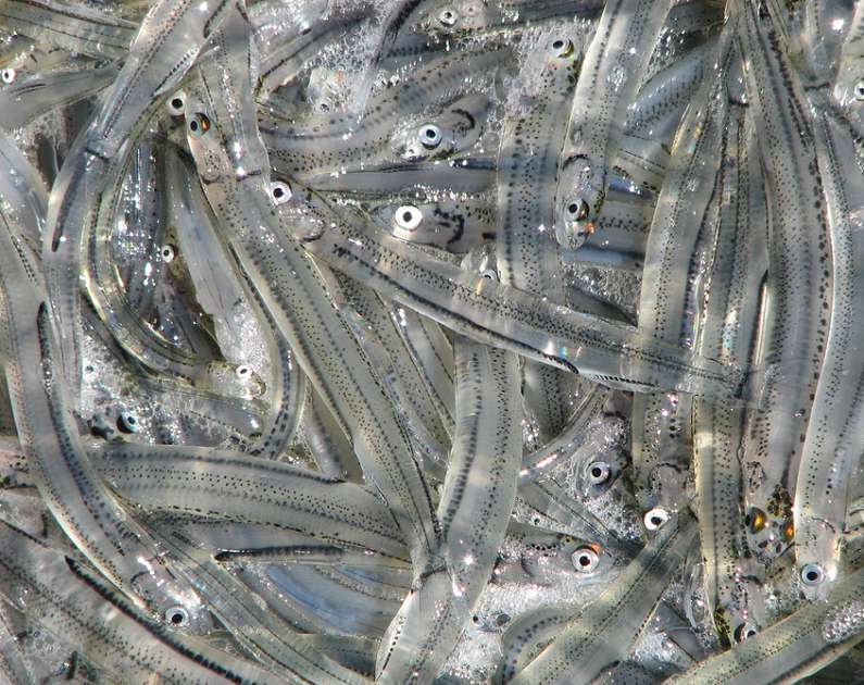 A successful whitebait conviction