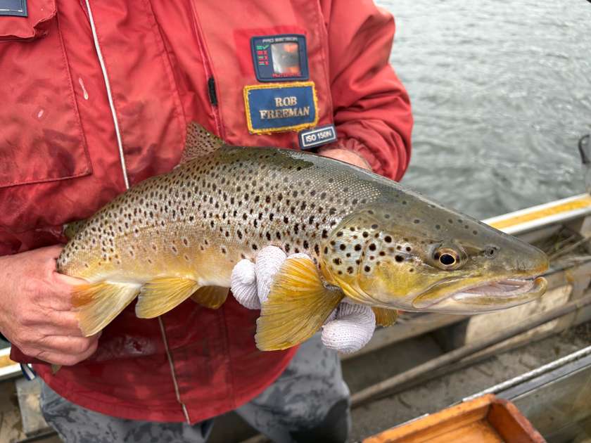 Tooms Lake - Fish Condition Excellent!