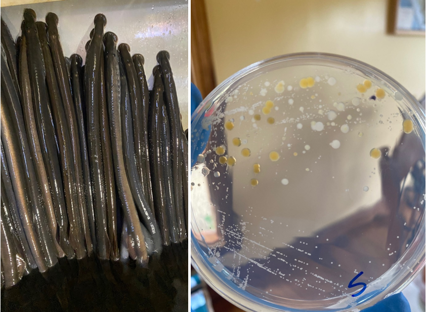 Lamprey disease investigation: baseline survey in Tasmania