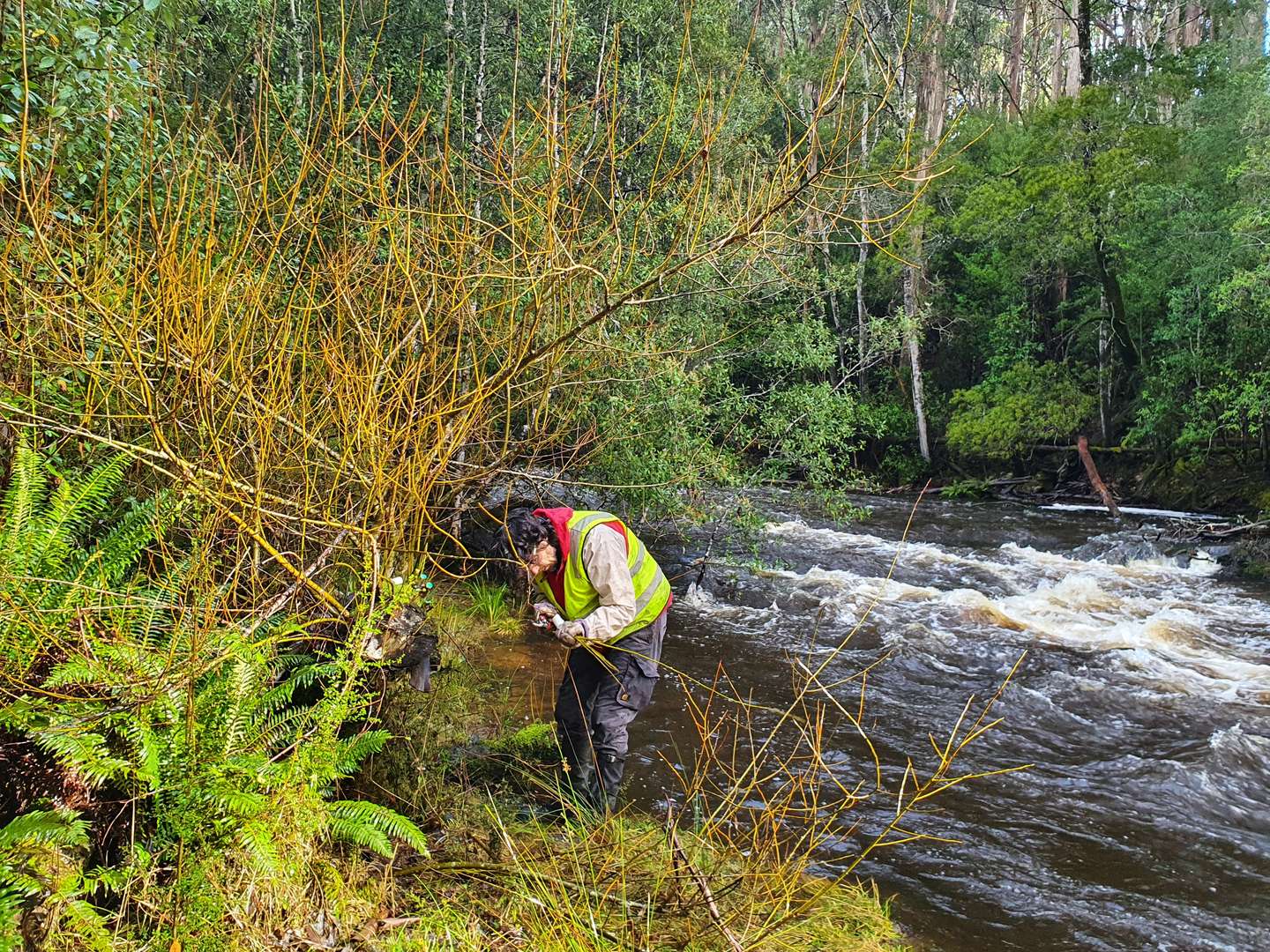 Latest Willow Warriors news