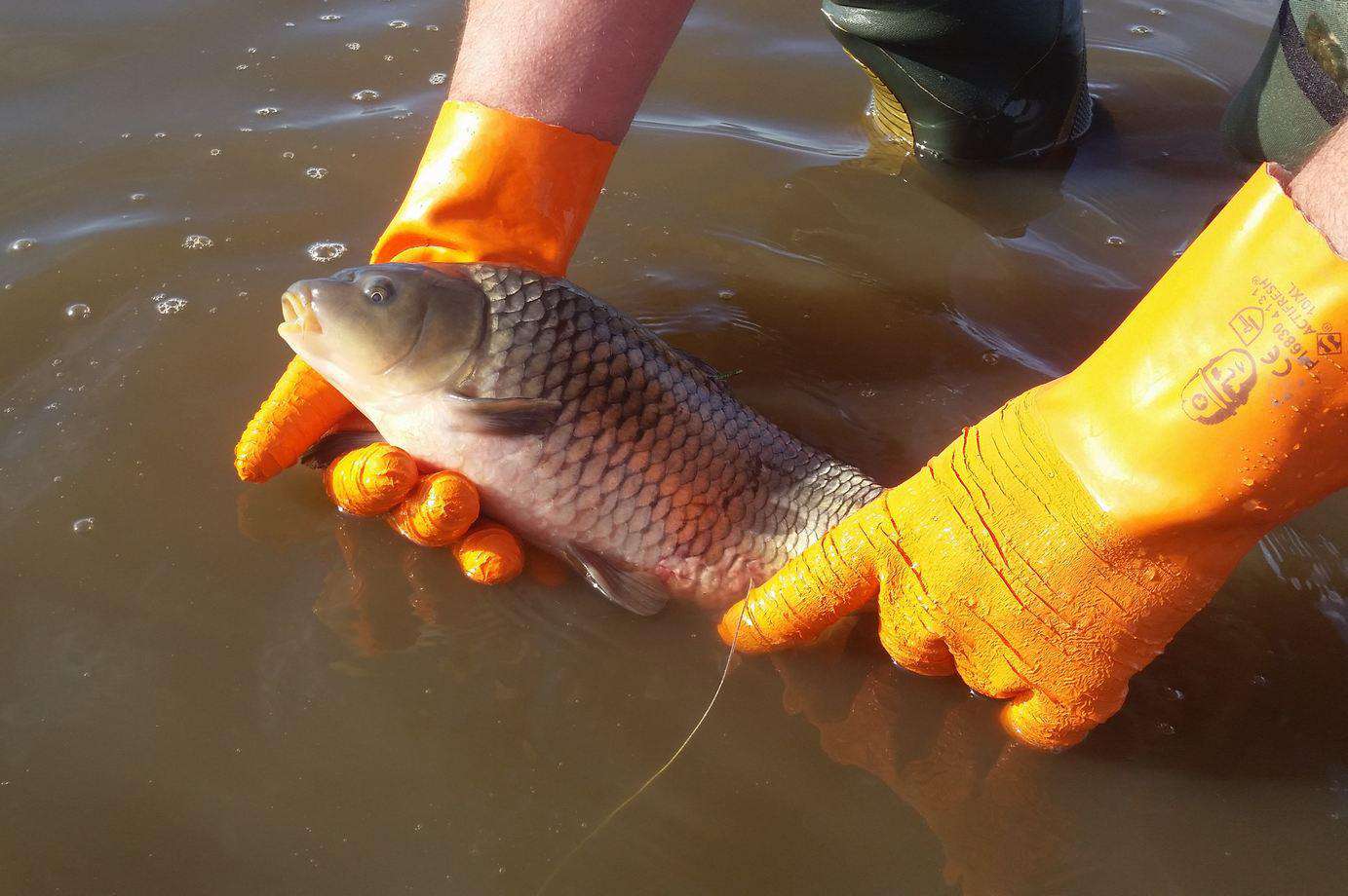 Carp spawning season is about to start and we are prepared!